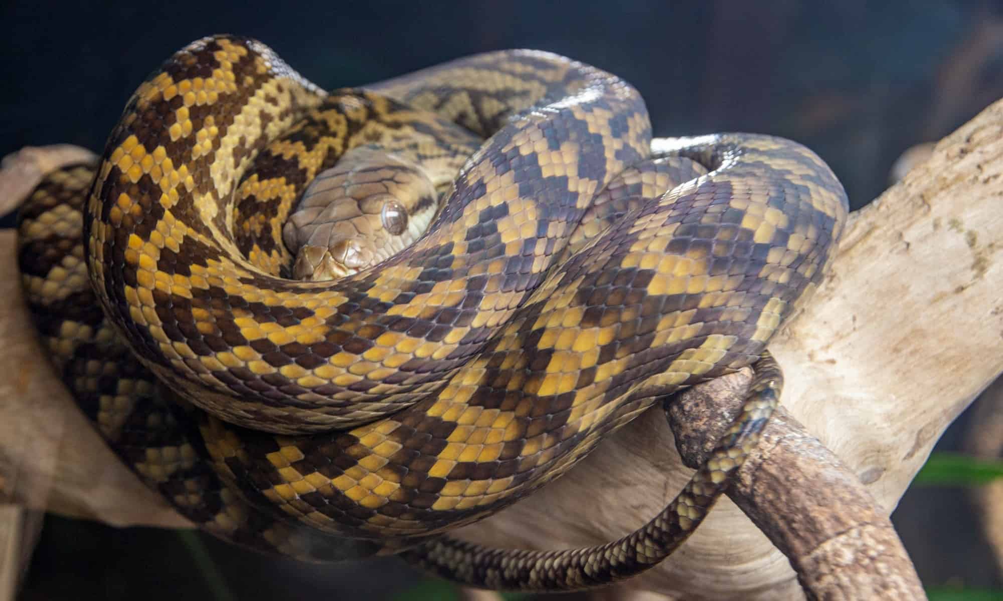Amethystine Python (Scrub Python)