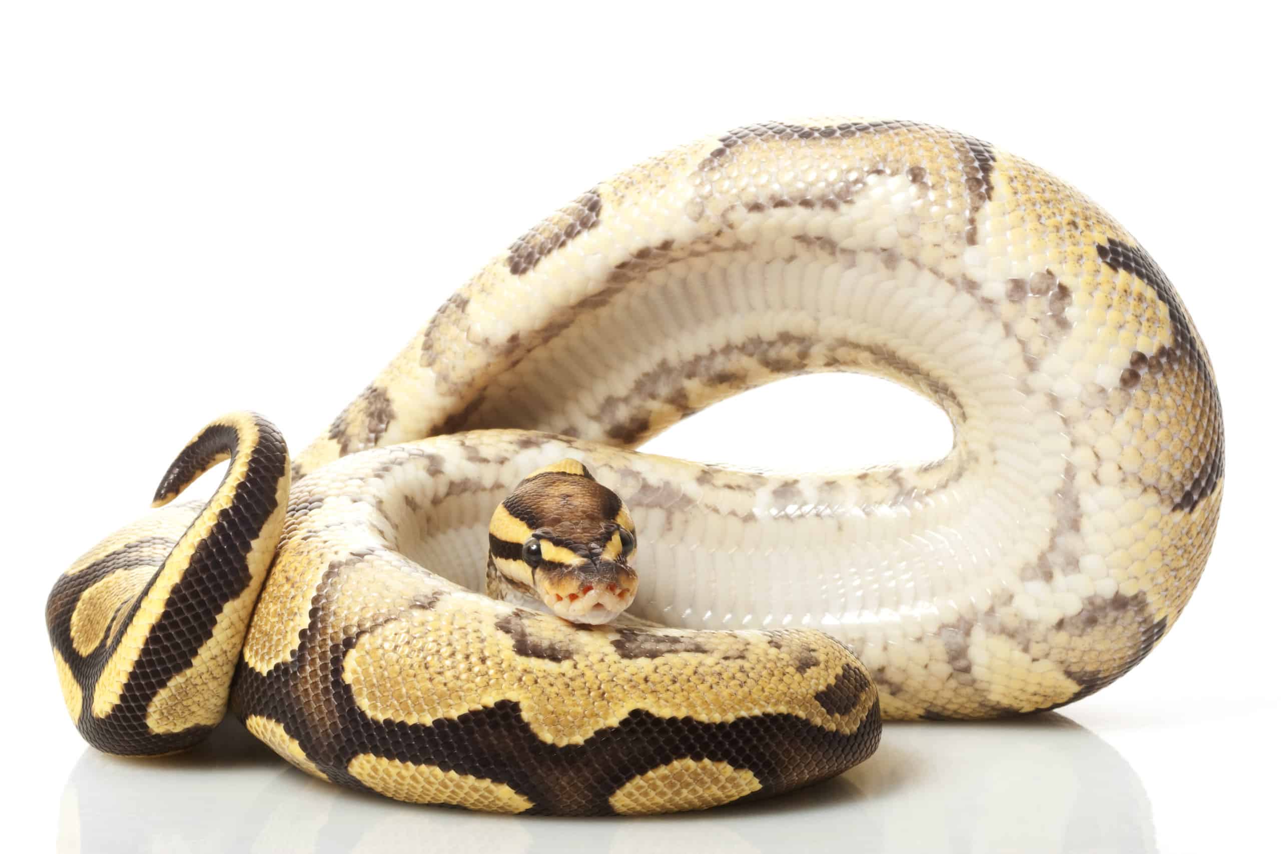 Freeway Ball Python