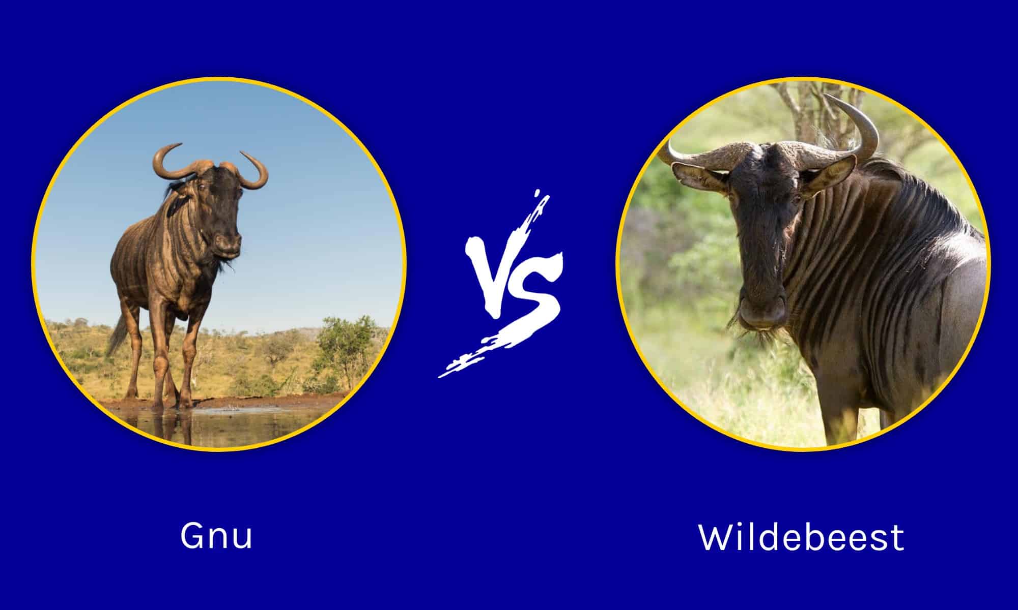 Gnu vs Gnu: c'è una differenza?