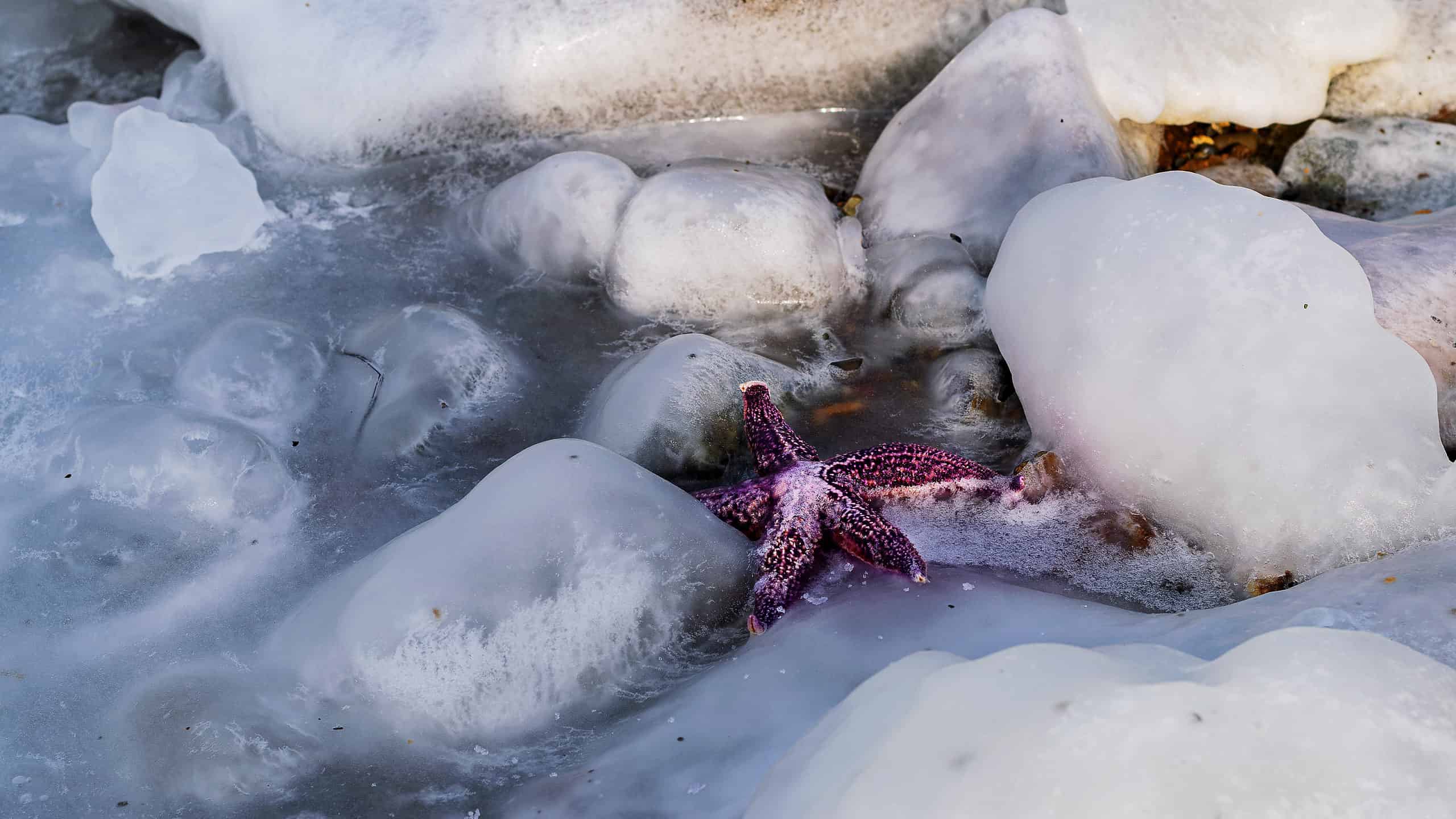 Guarda il micidiale "Icicle of Death" che crea scompiglio sott'acqua