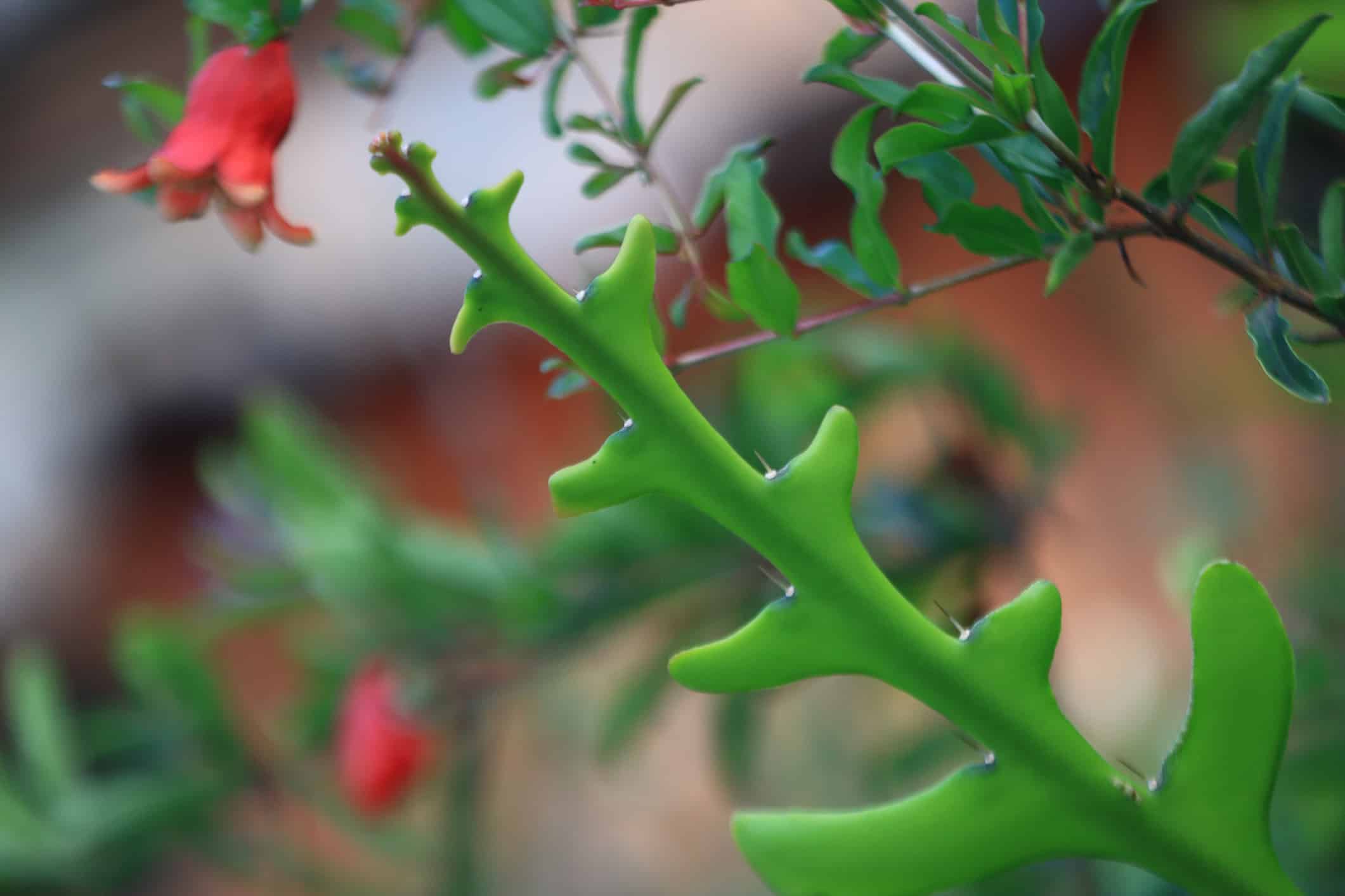 Ric Rac contro Fishbone Cactus: qual è la differenza?