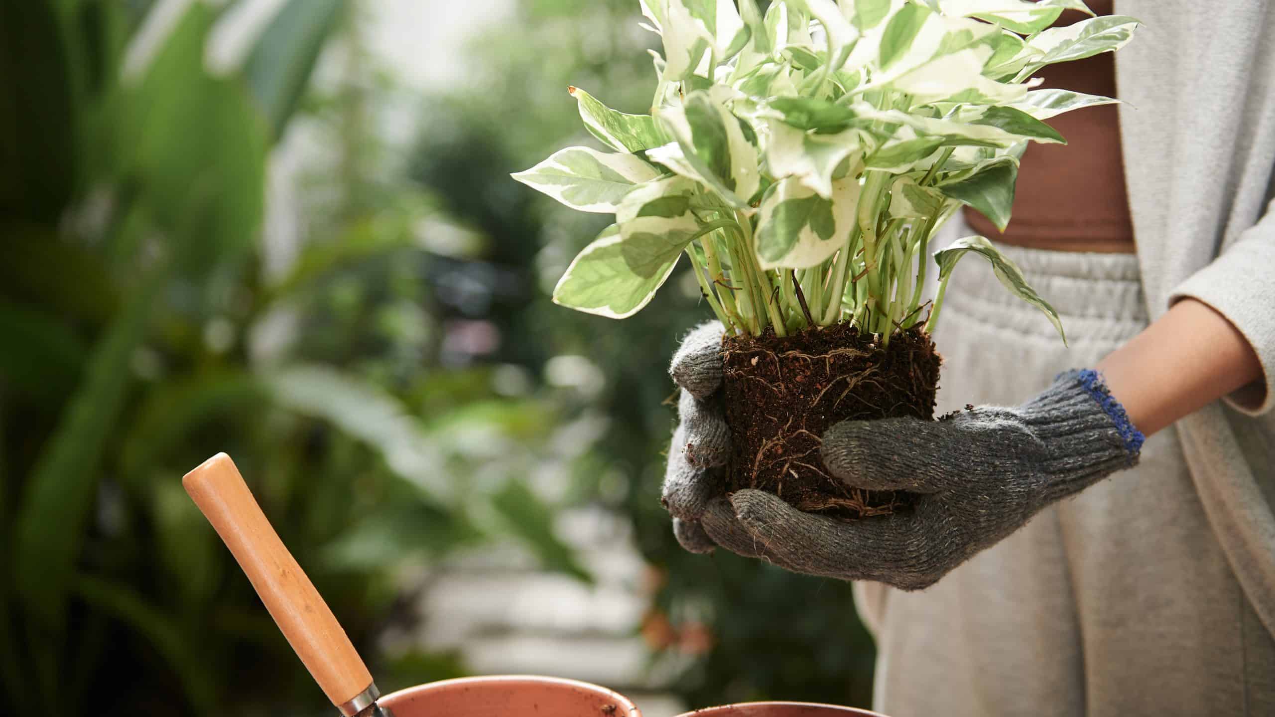 Come rinvasare una pianta d'appartamento di Pothos