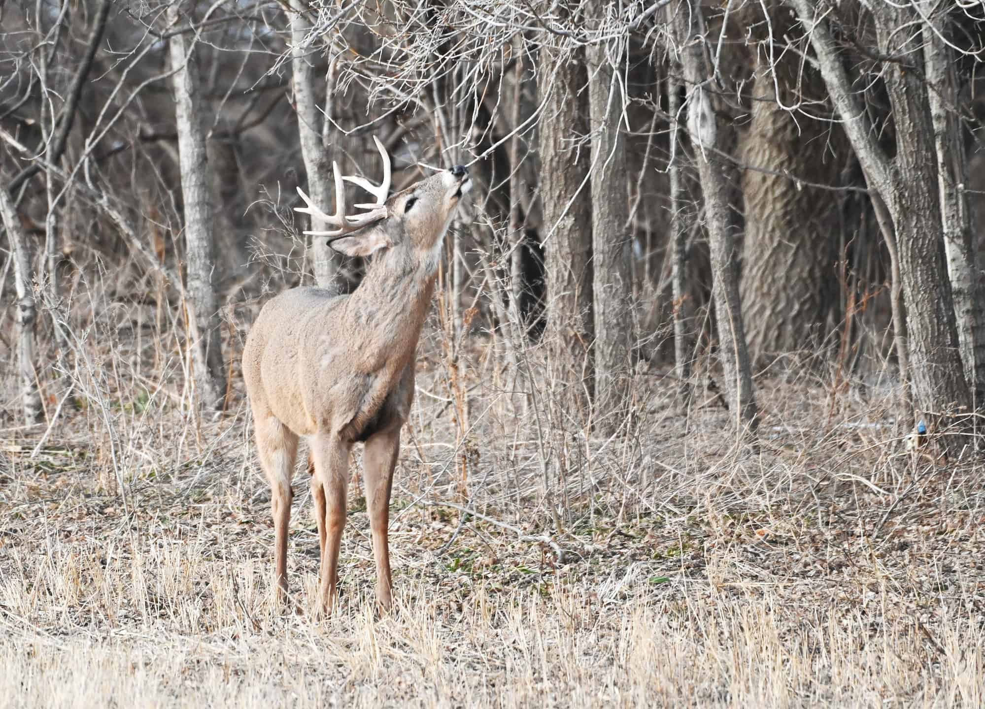 Scopri il più grande cervo dalla coda bianca mai catturato in Idaho